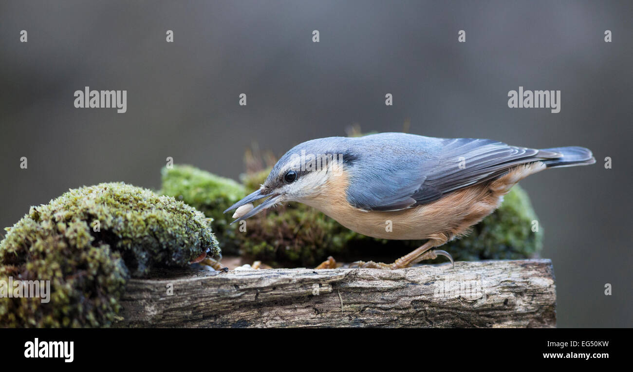 nuthatch feeding on moss covered log Stock Photo - Alamy