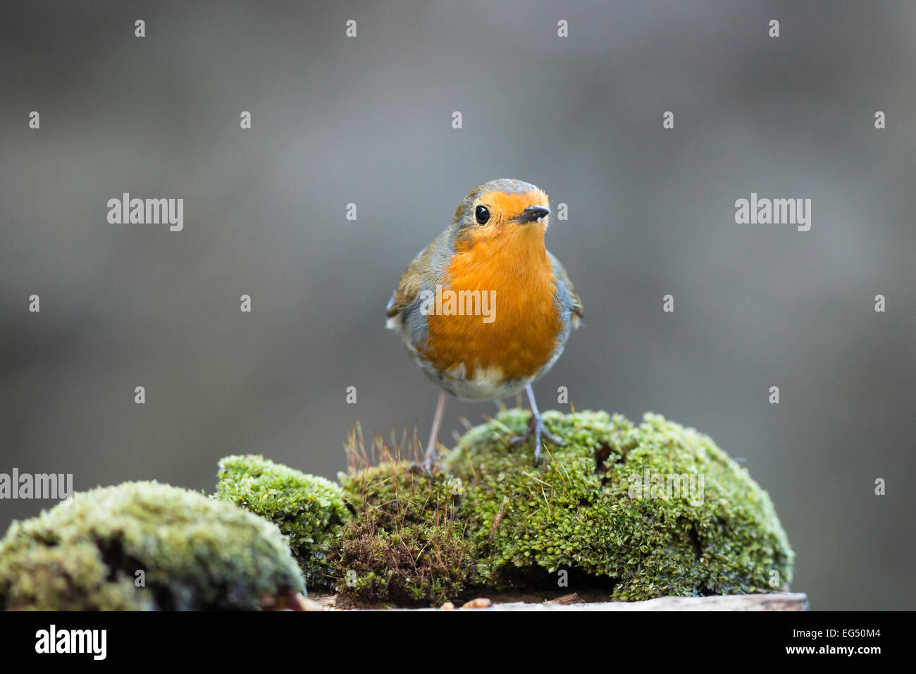 robin on moss covered log Stock Photo - Alamy