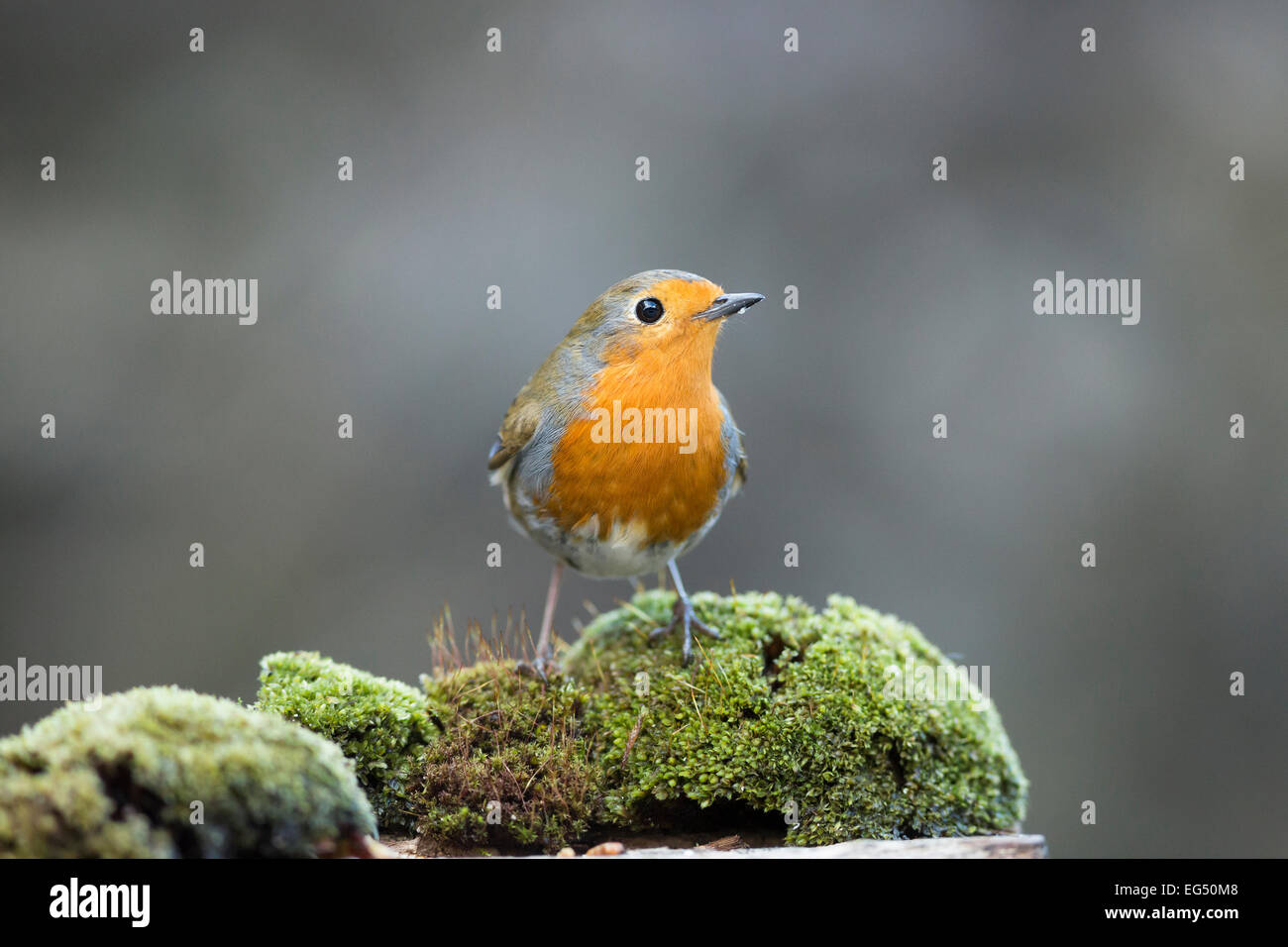 robin on moss covered log Stock Photo - Alamy
