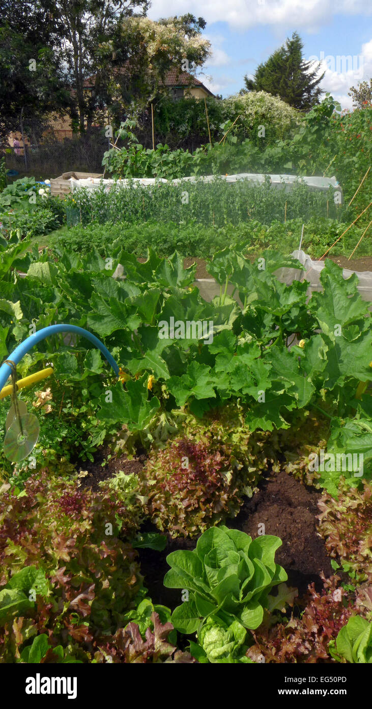 A mix of vegetables growing on an allotment plot Stock Photo - Alamy