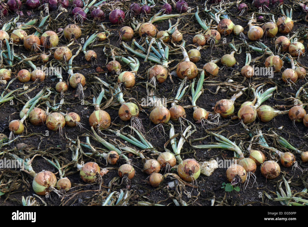 Harvested onions drying in an allotment plot Stock Photo - Alamy