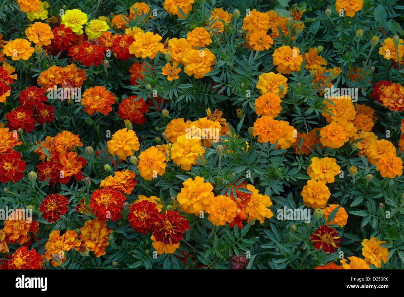 Marigolds growing in an English allotment Stock Photo - Alamy