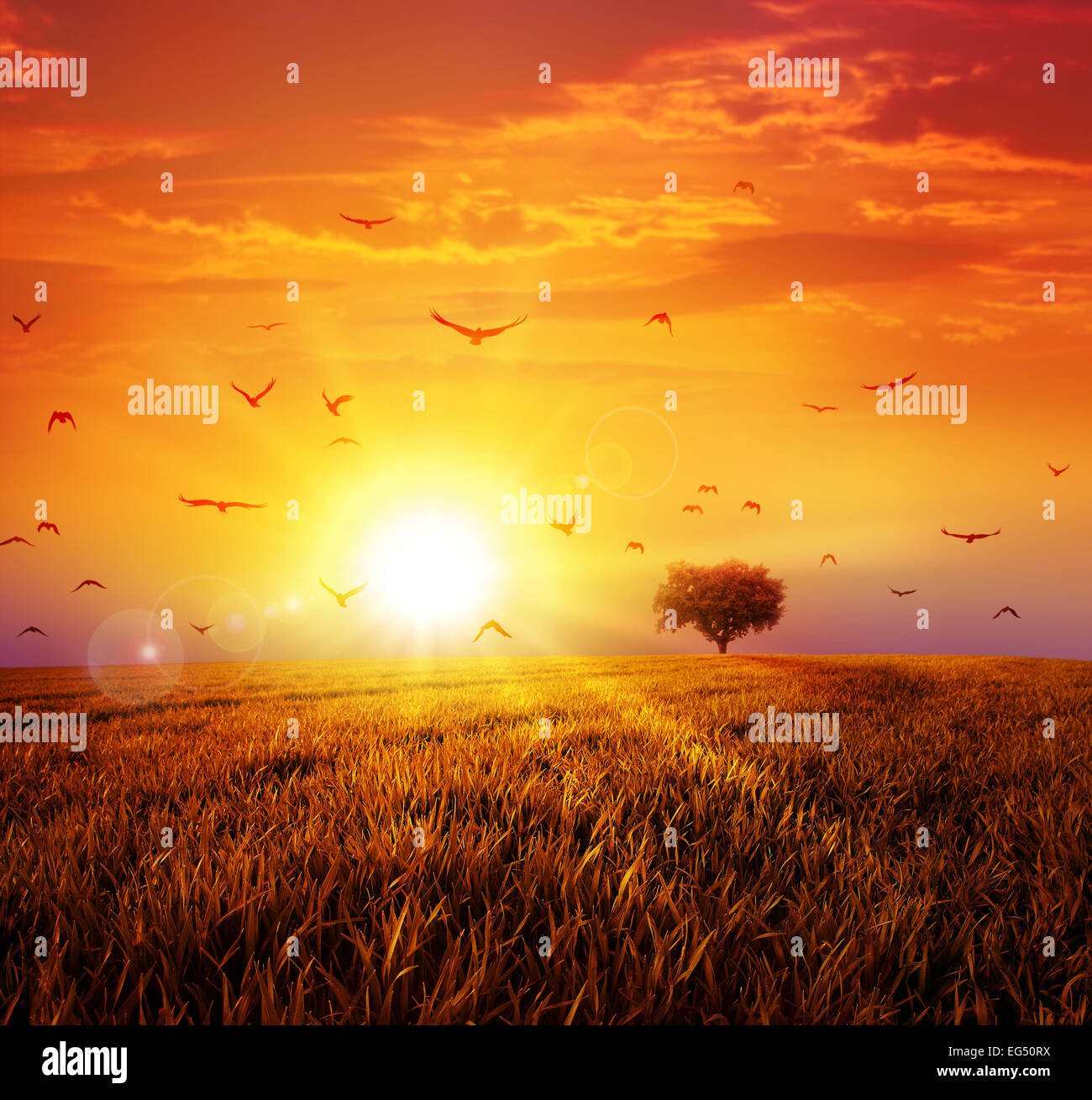 Intense sun setting down on a peaceful grass field with a flight of ...