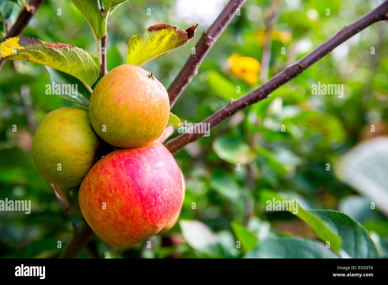 Red apple tree hi-res stock photography and images - Alamy