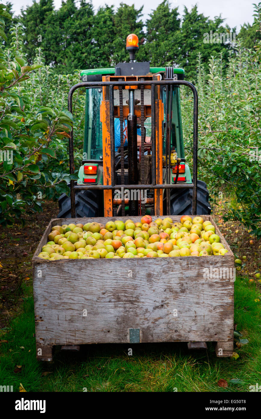 Harvesting apples orchard hi-res stock photography and images - Alamy