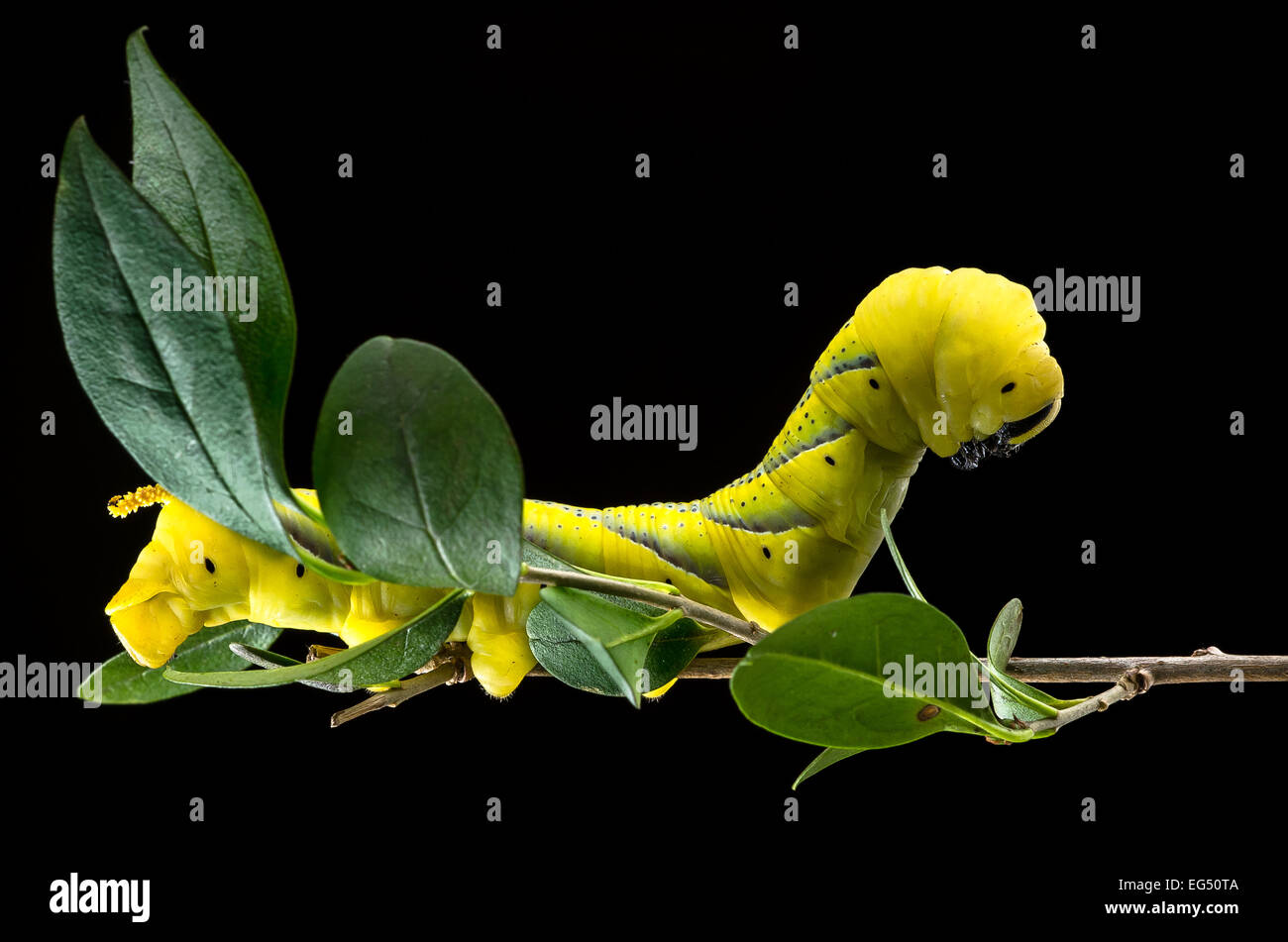 Larvae of death head moth Stock Photo - Alamy
