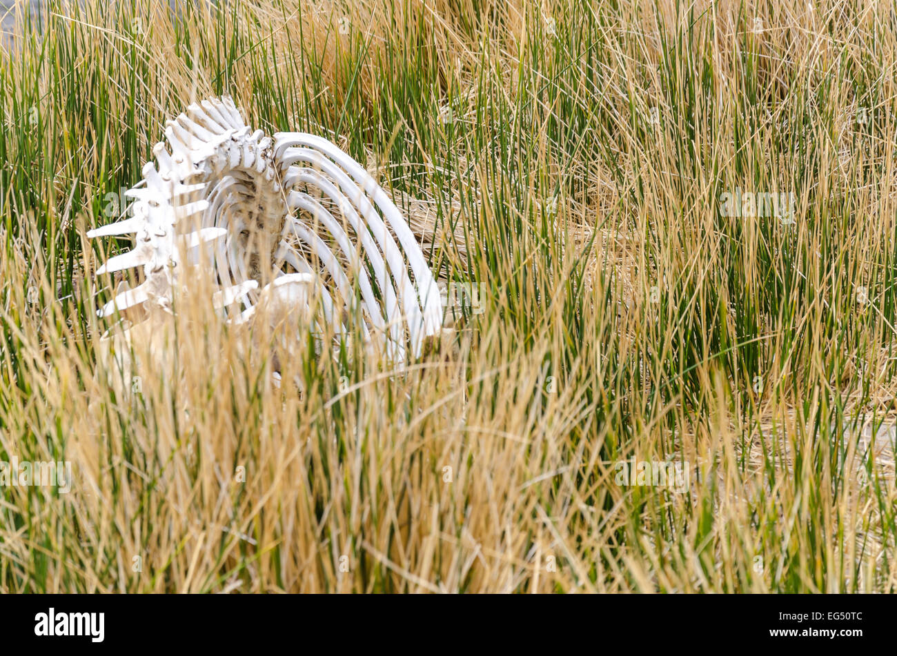 Animal skeleton in high grass Stock Photo - Alamy
