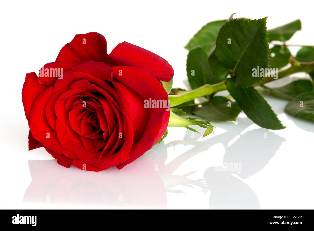 Red rose lying on a crystal table Stock Photo - Alamy