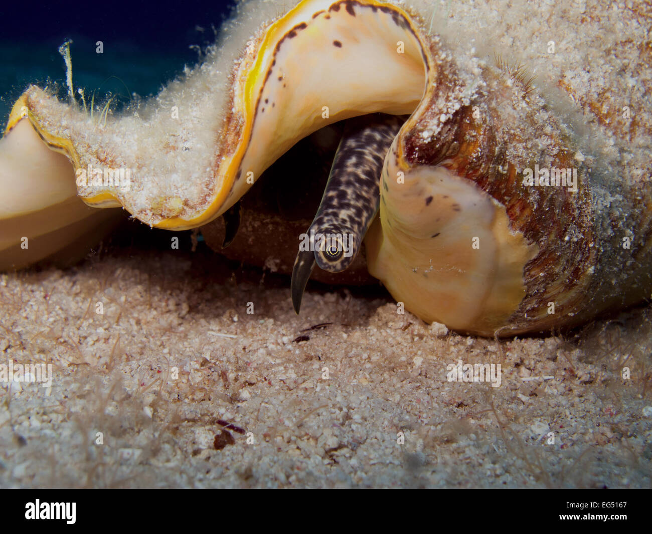 Conch eye hi-res stock photography and images - Alamy