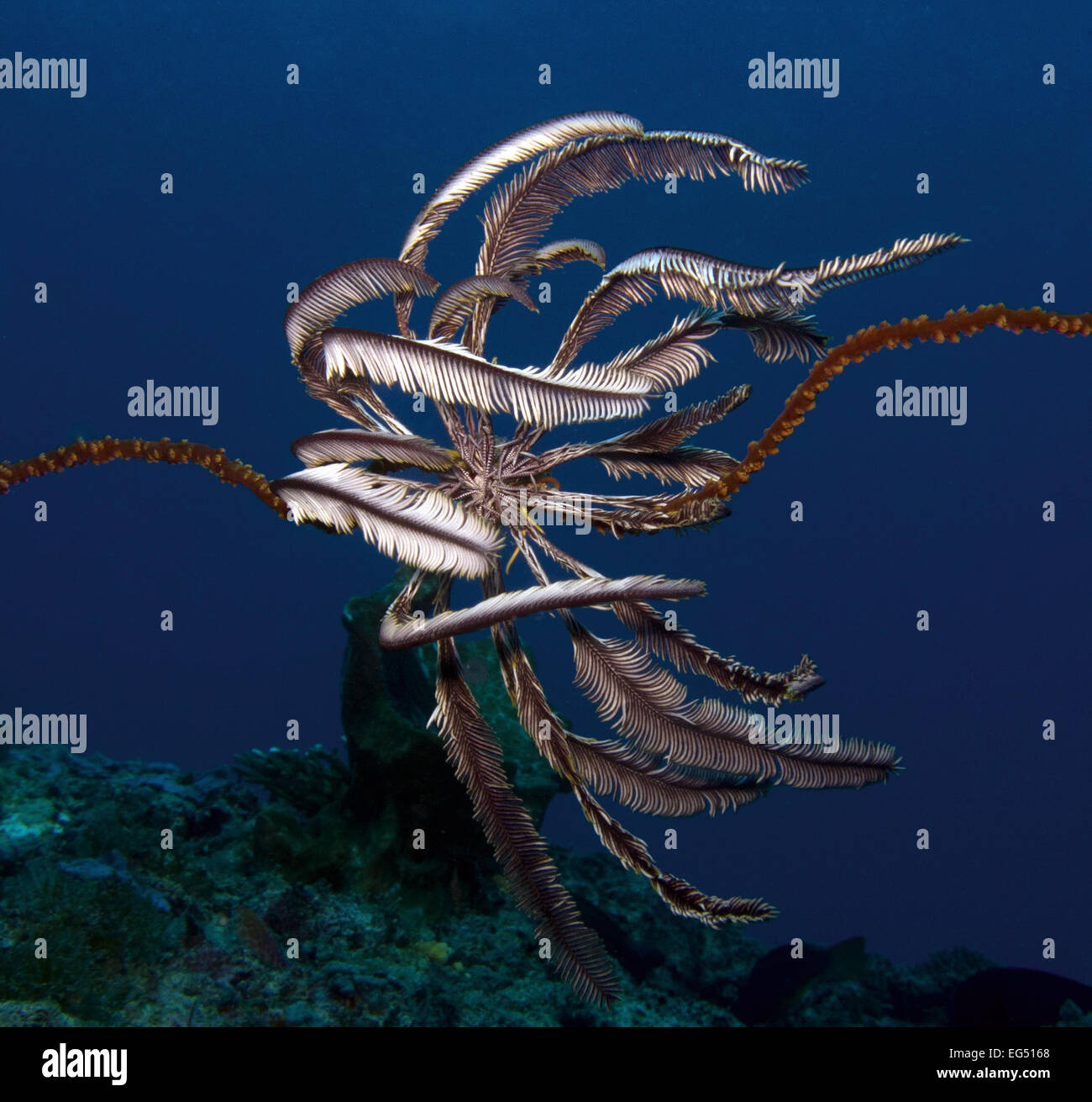 Soft current hi-res stock photography and images - Alamy