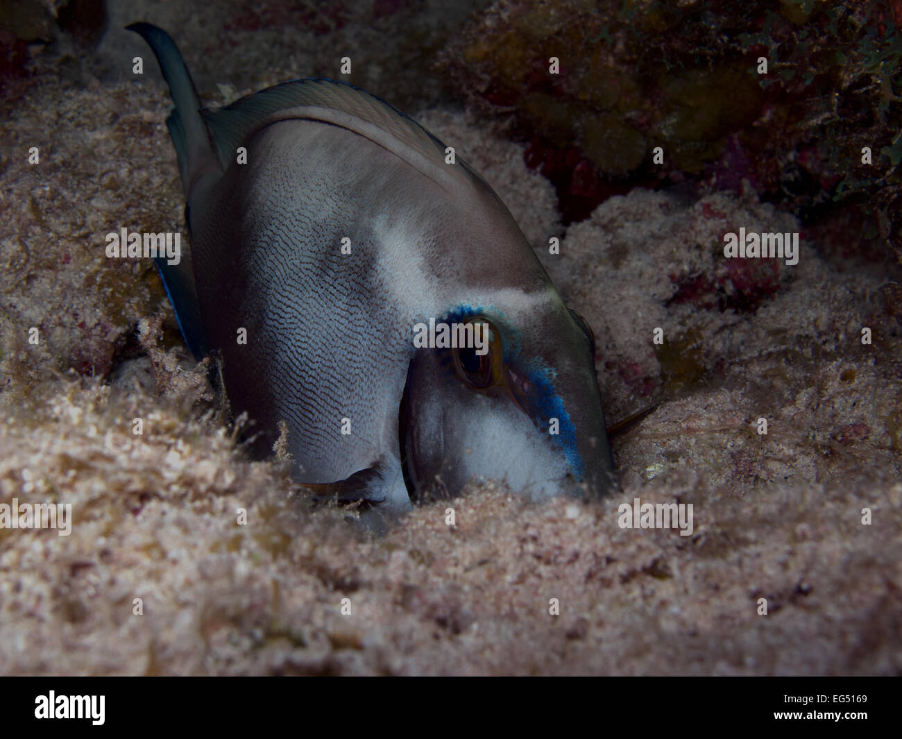 Ocean Surgeon Sleeping Stock Photo - Alamy
