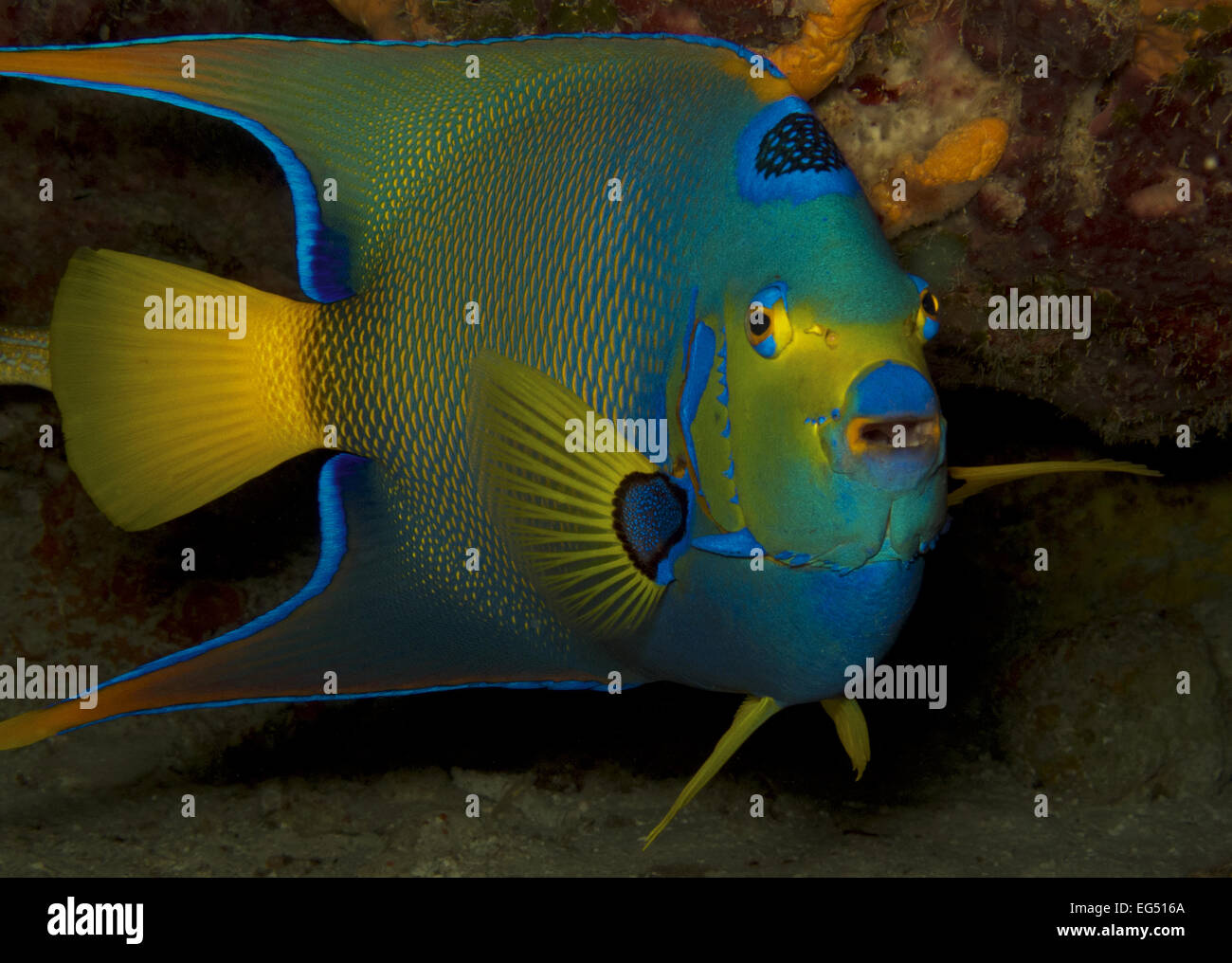 Marine angelfish queen hi-res stock photography and images - Alamy