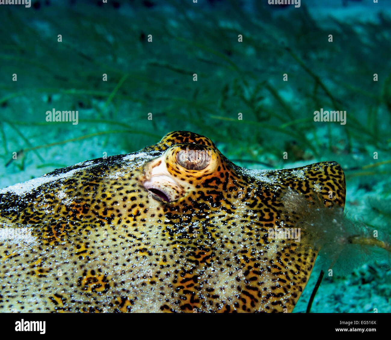 Yellow Sting Ray Stock Photo - Alamy