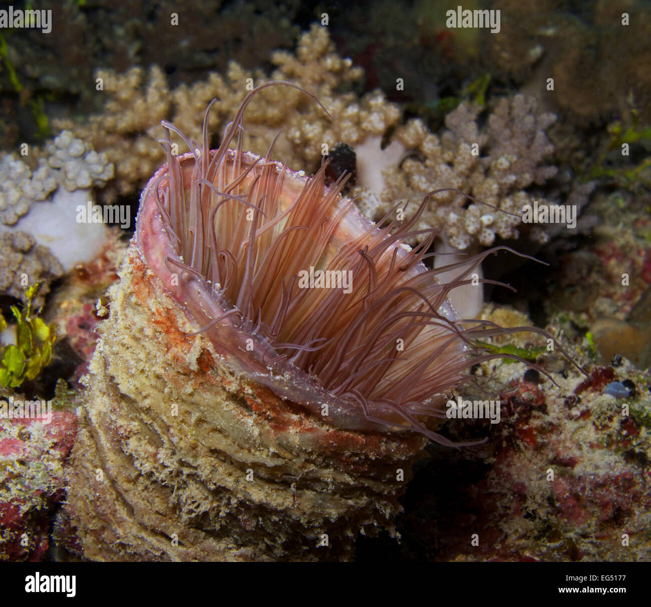 Worm pipe hi-res stock photography and images - Alamy