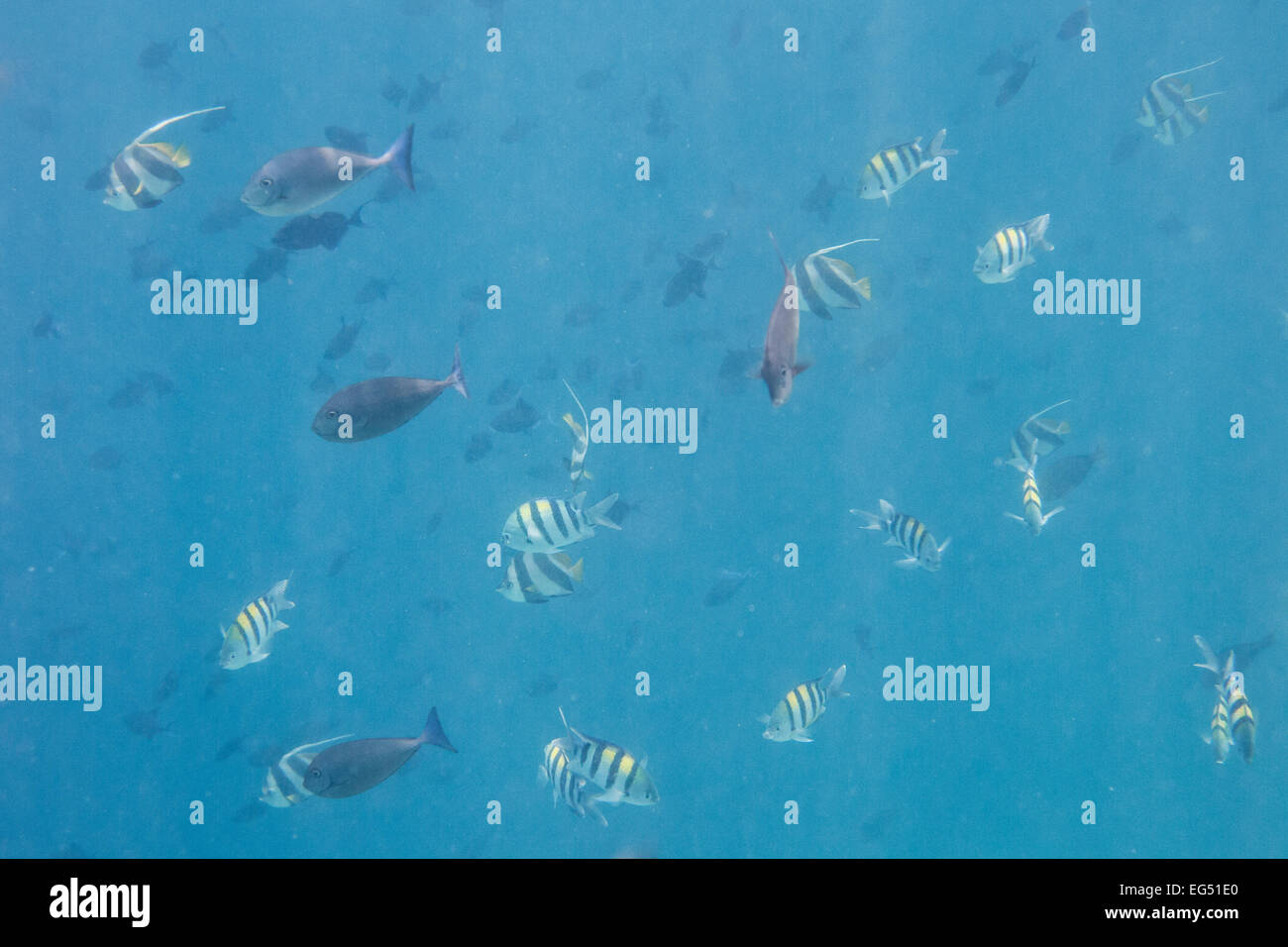 Shoal of fish in the ocean Stock Photo - Alamy