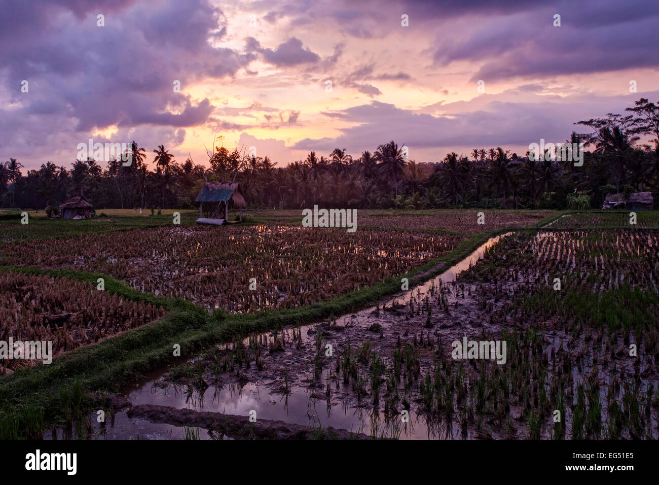 Rice fields in Bali, Indonesia Stock Photo - Alamy
