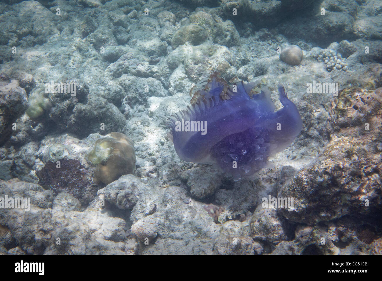 A jellyfish underwater in shallow waters in The Maldives Stock Photo ...
