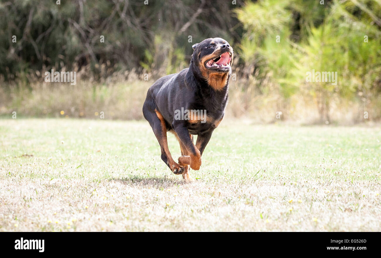 Rottweil dog hi-res stock photography and images - Alamy