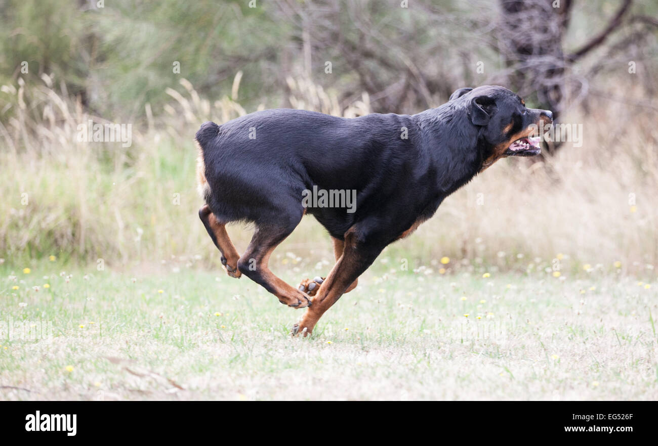 Rottweiler Running Stock Photos & Rottweiler Running Stock Images - Alamy