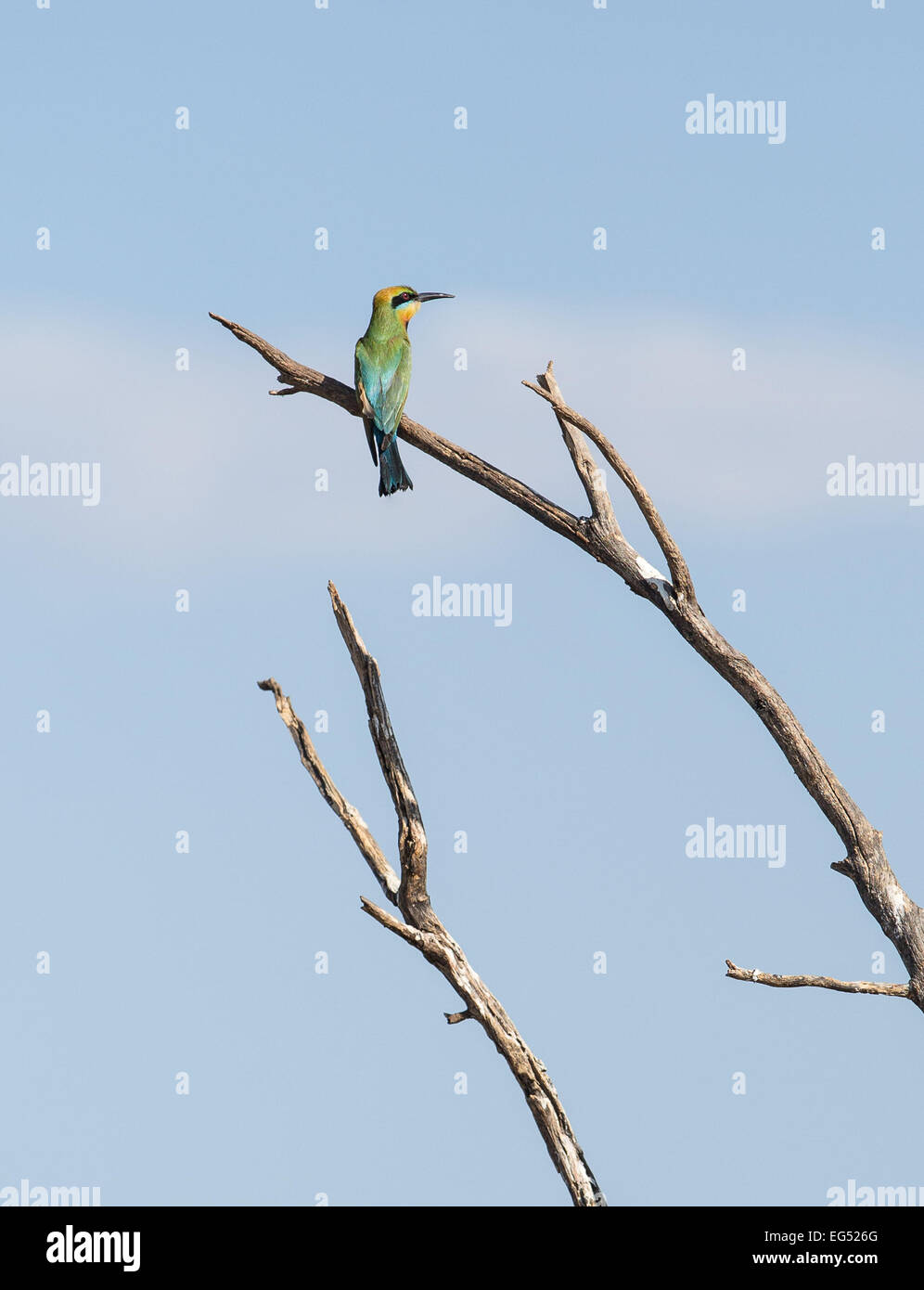 Rainbow bee hi-res stock photography and images - Alamy