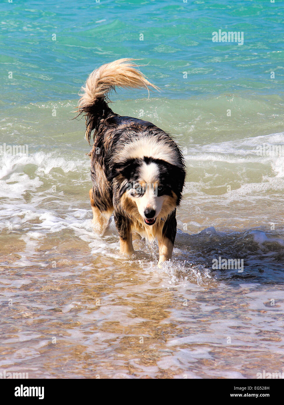 Dog sea hi-res stock photography and images - Alamy