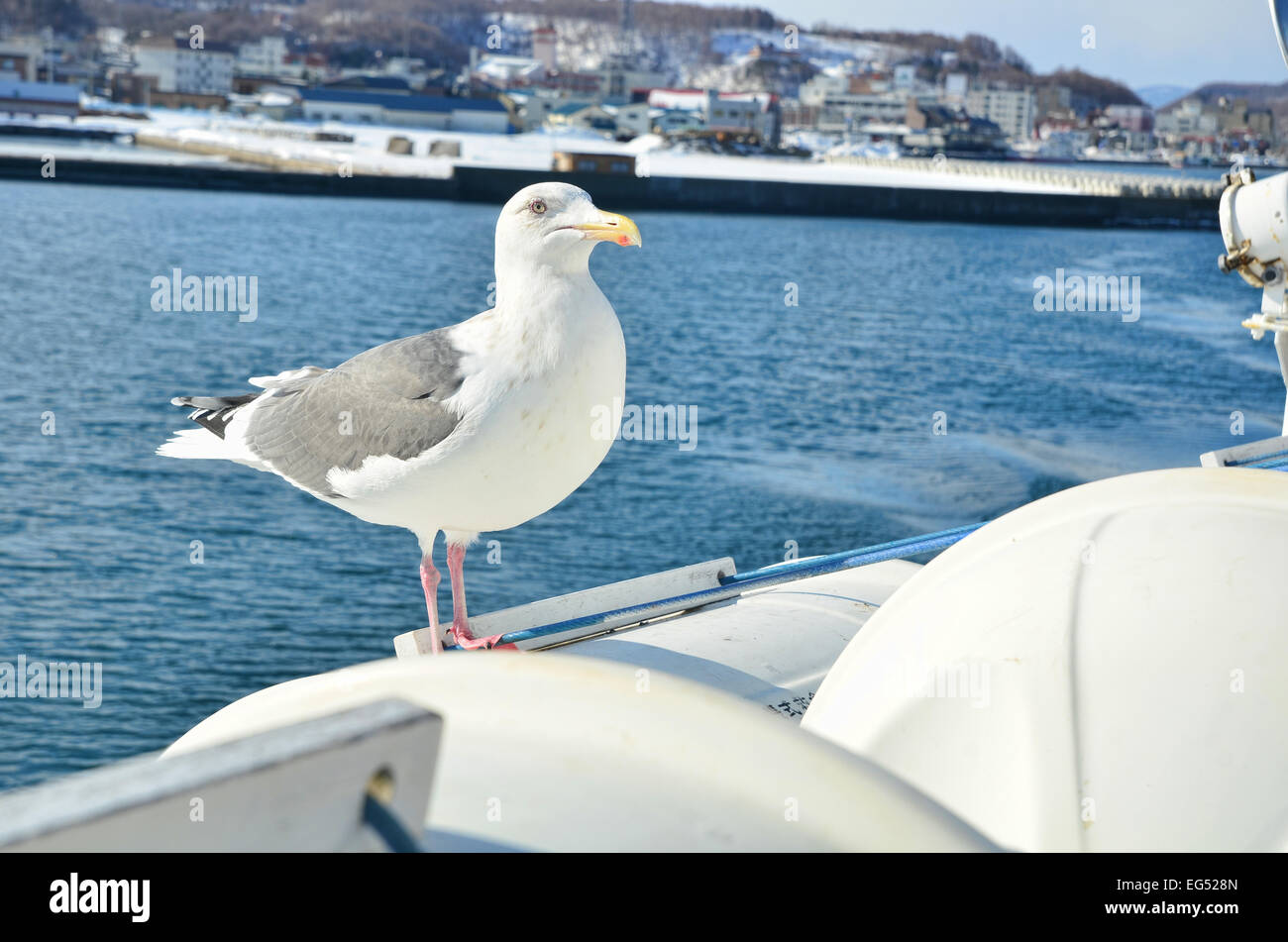 Animal fed up hi-res stock photography and images - Alamy