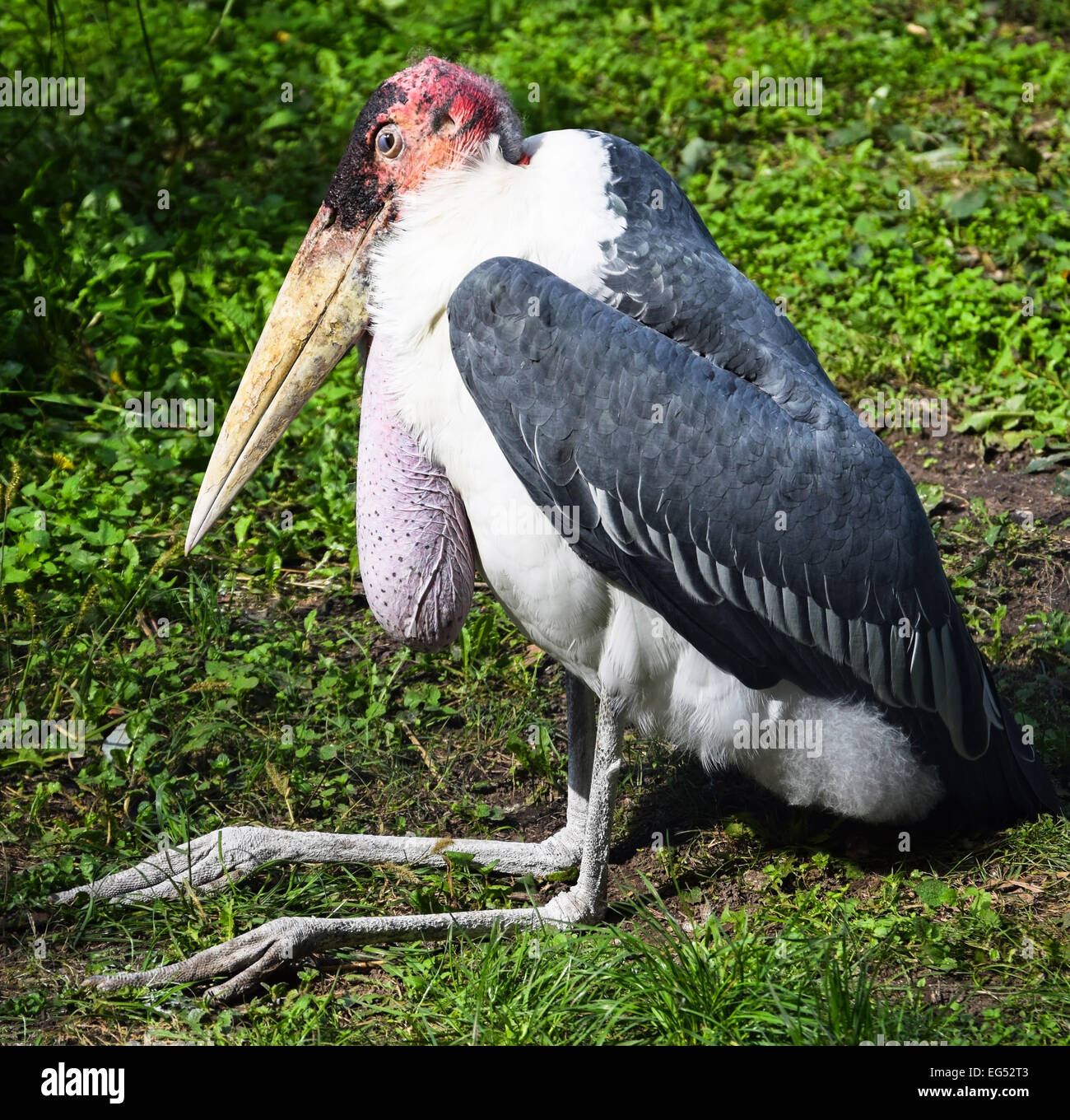 Female marabou hi-res stock photography and images - Alamy