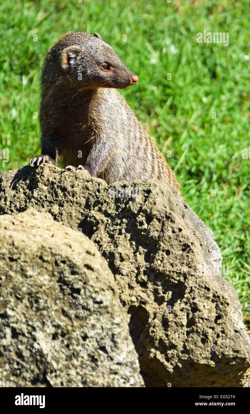 One meerkat standing two young hi-res stock photography and images - Alamy