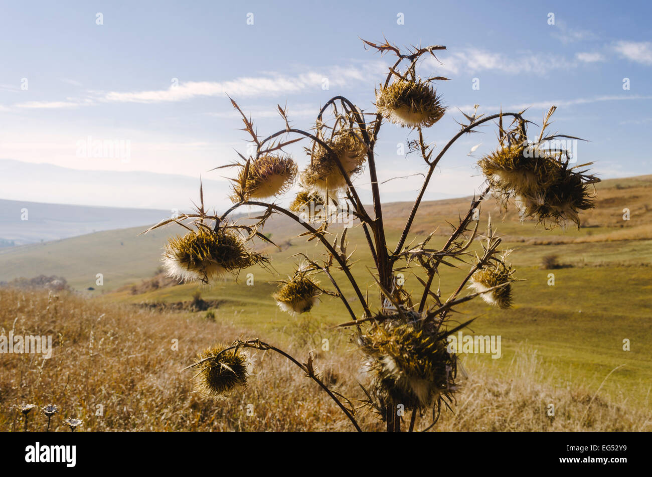 Thistle, autumn, hills, blue sky Stock Photo - Alamy