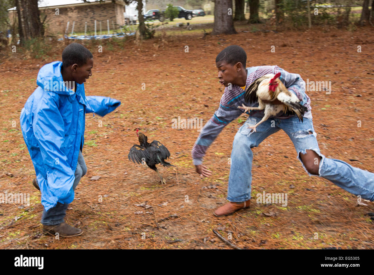 Young children chase a live chicken during the traditional Creole ...