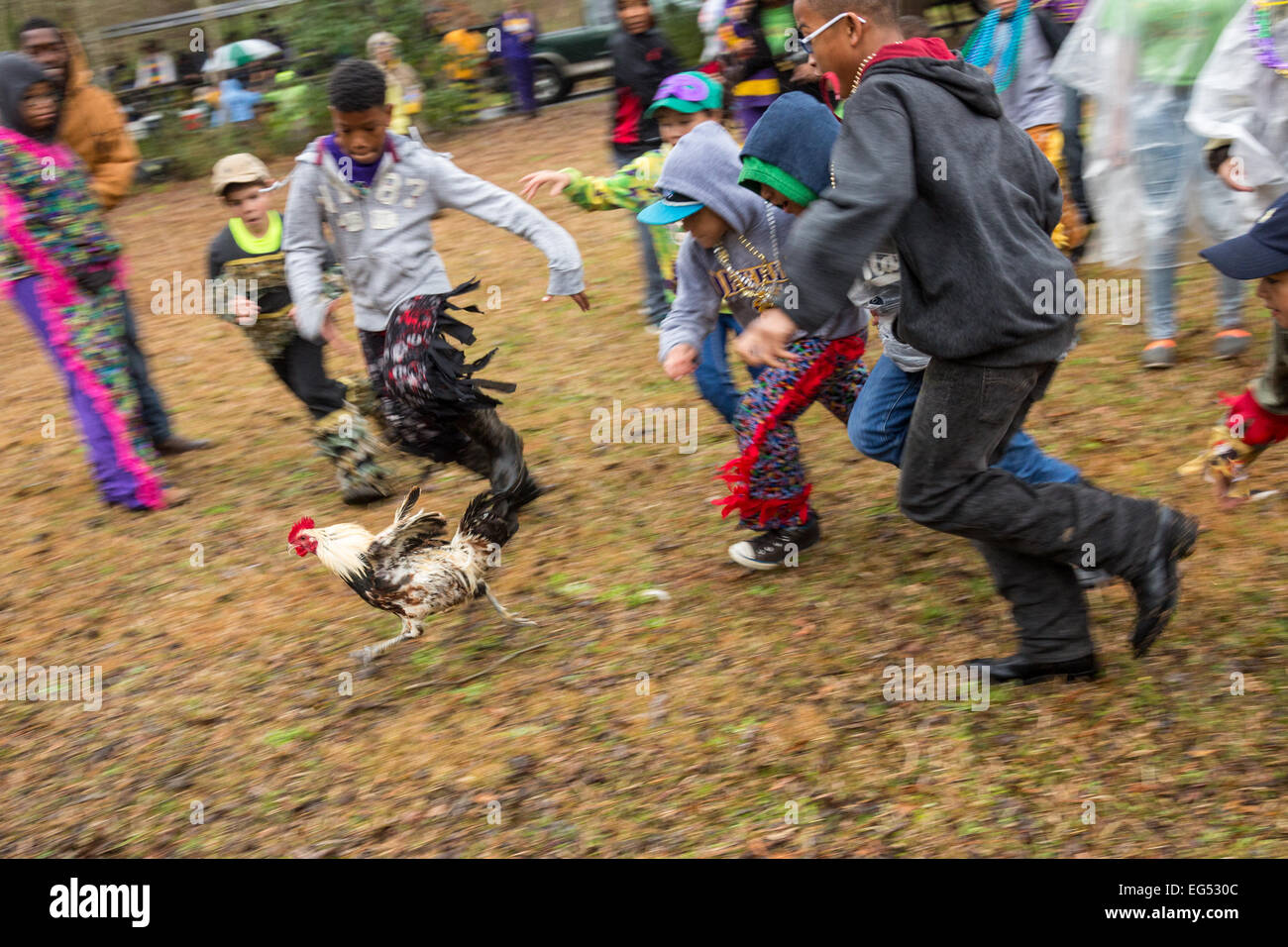 Young children chase a live chicken during the traditional Creole ...