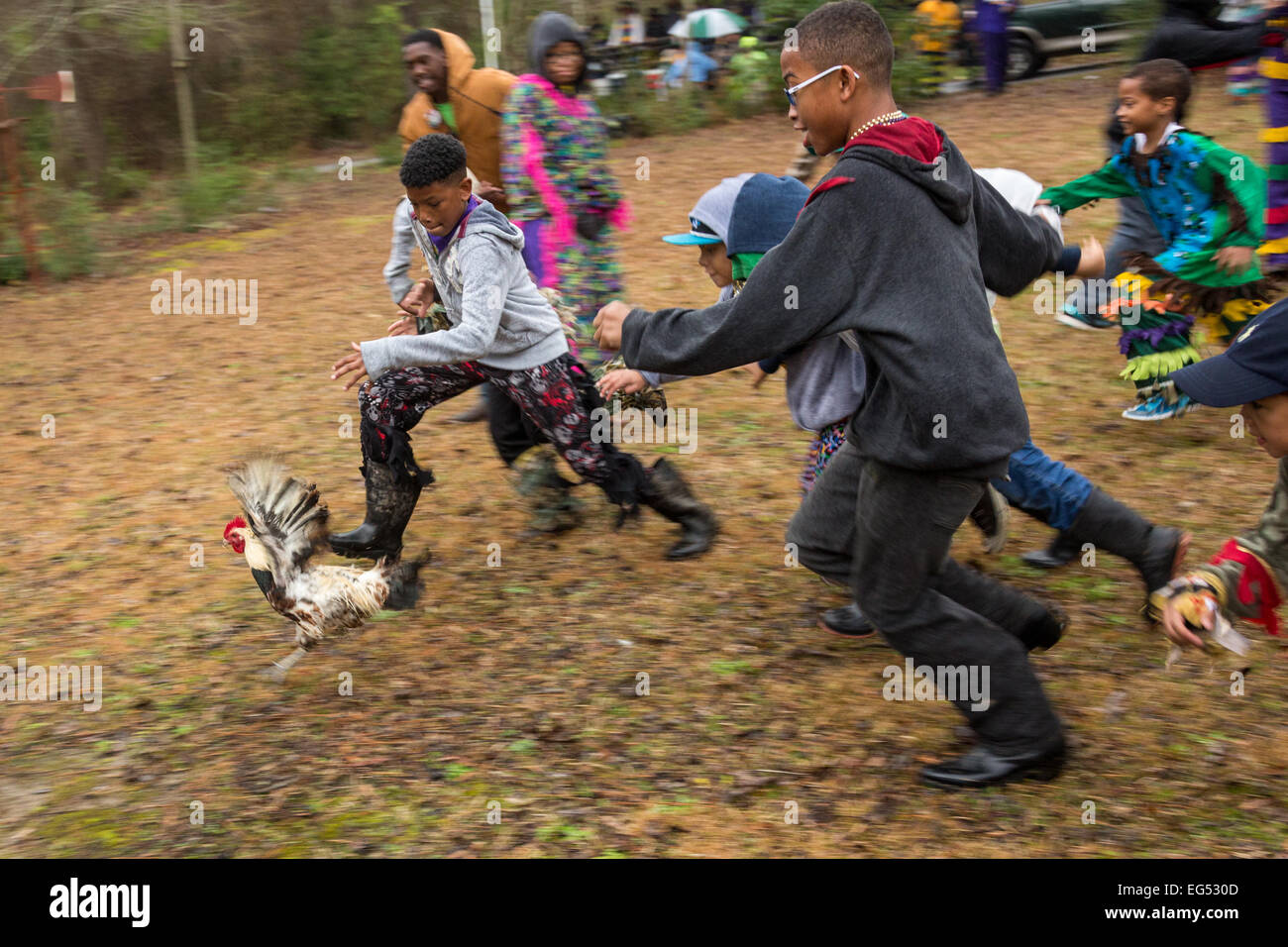 Young children chase a live chicken during the traditional Creole ...