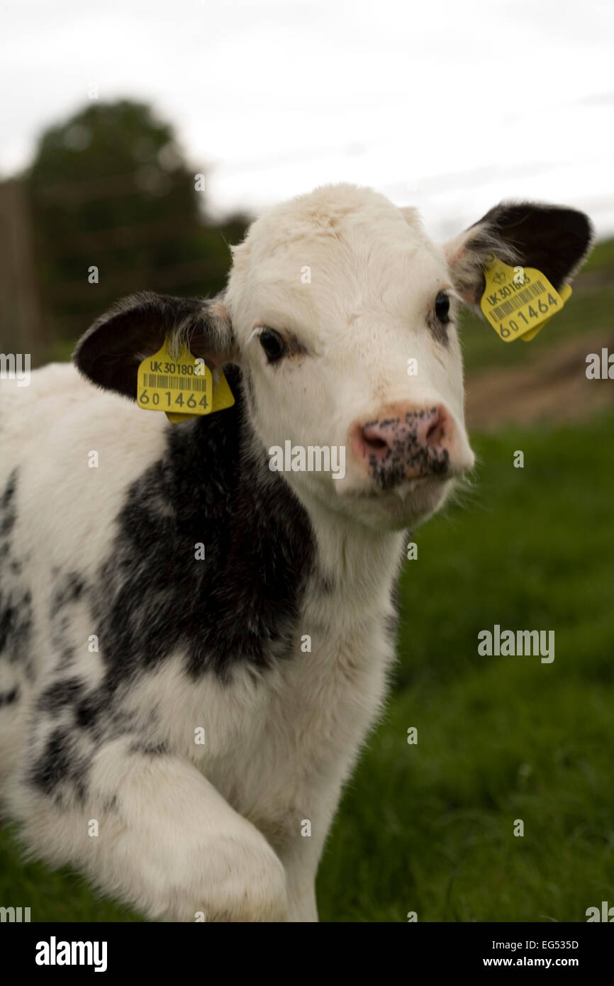 Baby identification hi-res stock photography and images - Alamy