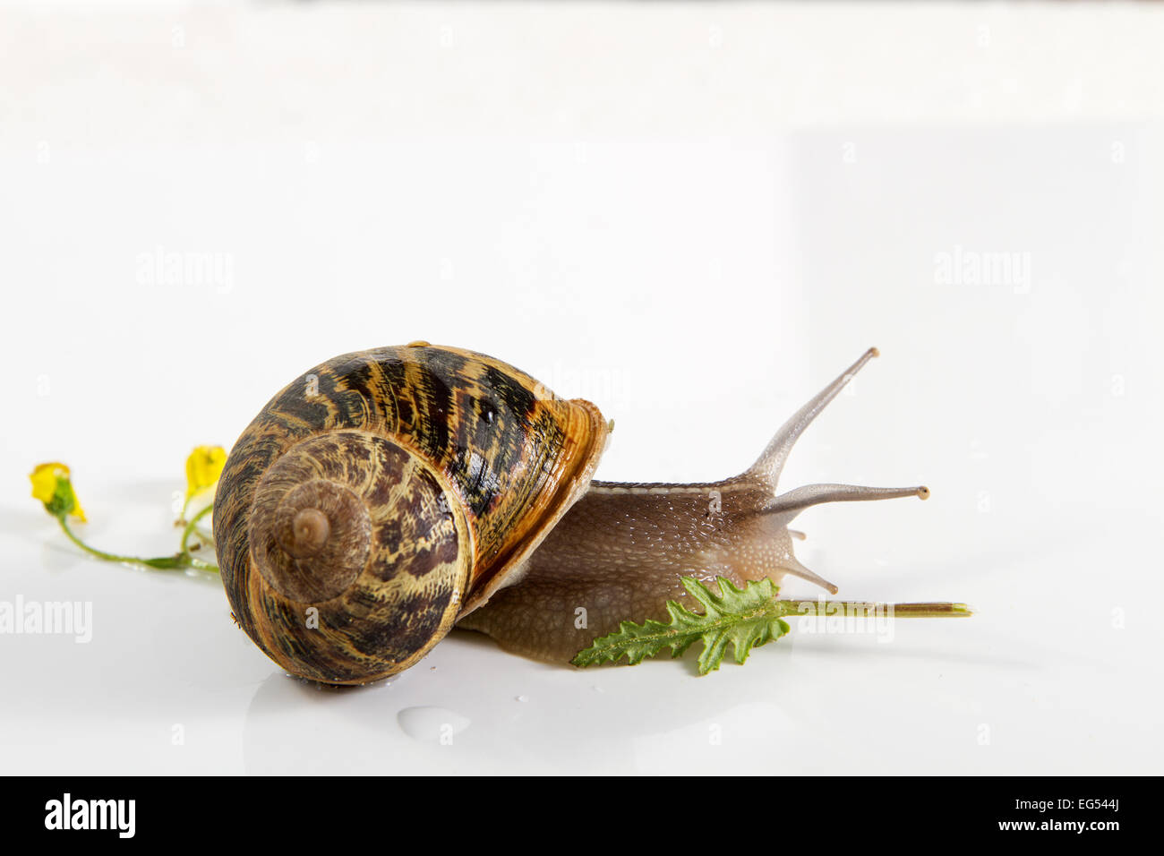 Beautiful photo snail isolated on white background Stock Photo - Alamy