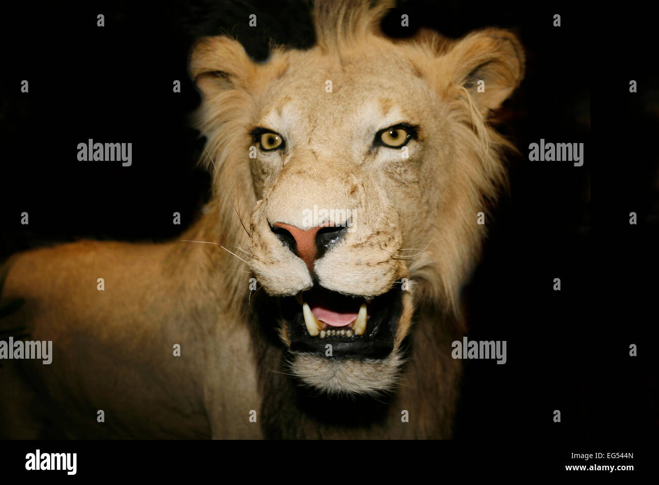 Stuffed lion museum hi-res stock photography and images - Alamy