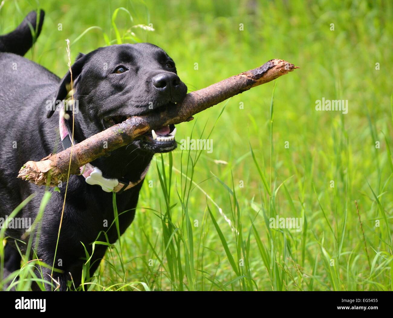 happy dog labrador Stock Photo - Alamy