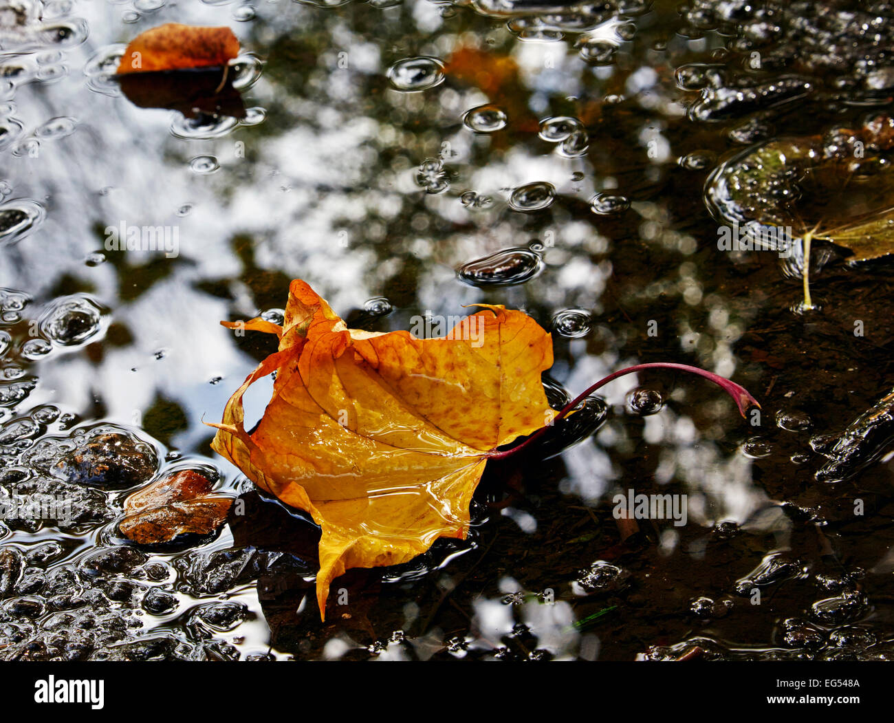yellow autumn leaf, muddy puddle Stock Photo - Alamy