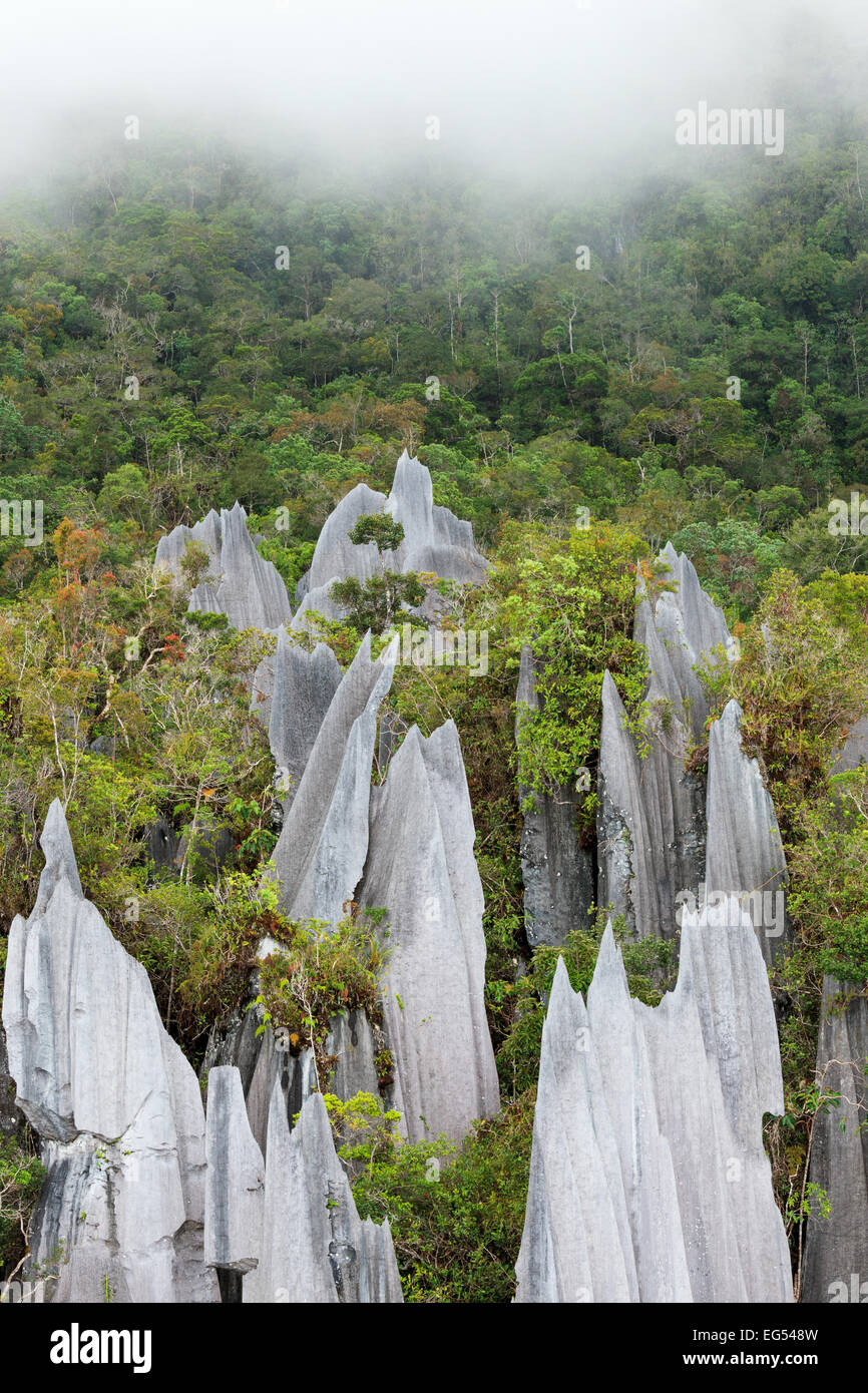 Limestone pinnacles at gunung mulu national park Stock Photo - Alamy