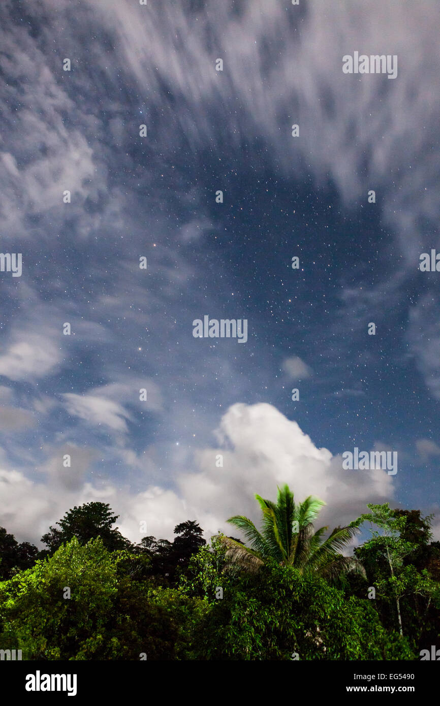 Rainforest treetops and starry sky Stock Photo - Alamy