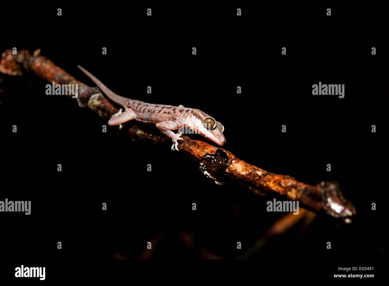 Gecko on a branch at night Stock Photo - Alamy