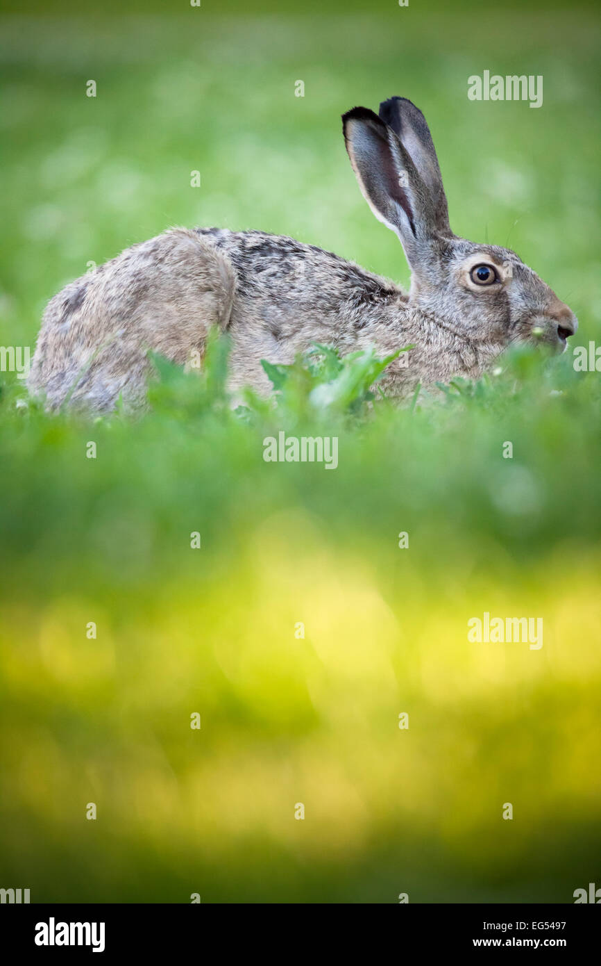Rabbit lying down on a grass Stock Photo - Alamy
