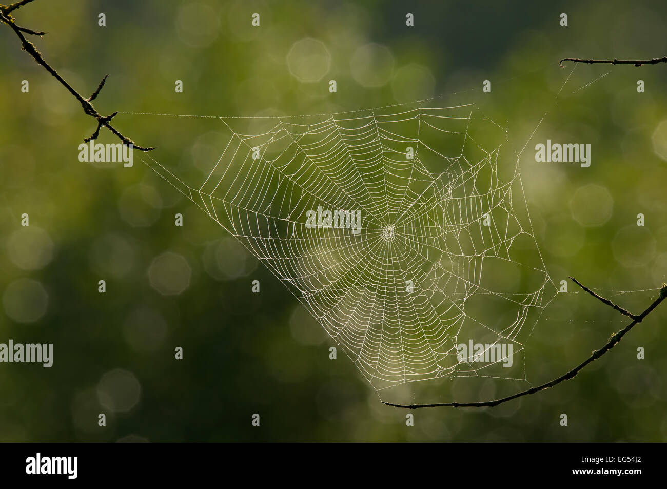 String spray hi-res stock photography and images - Alamy