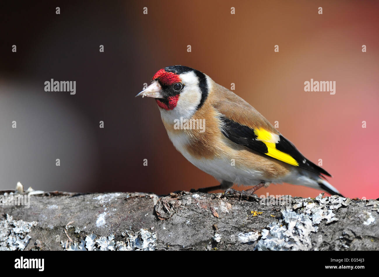 Goldfinch bird hi-res stock photography and images - Alamy