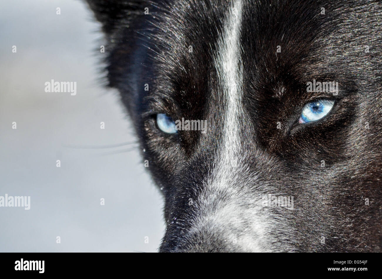 Black Wolf Puppies With Blue Eyes