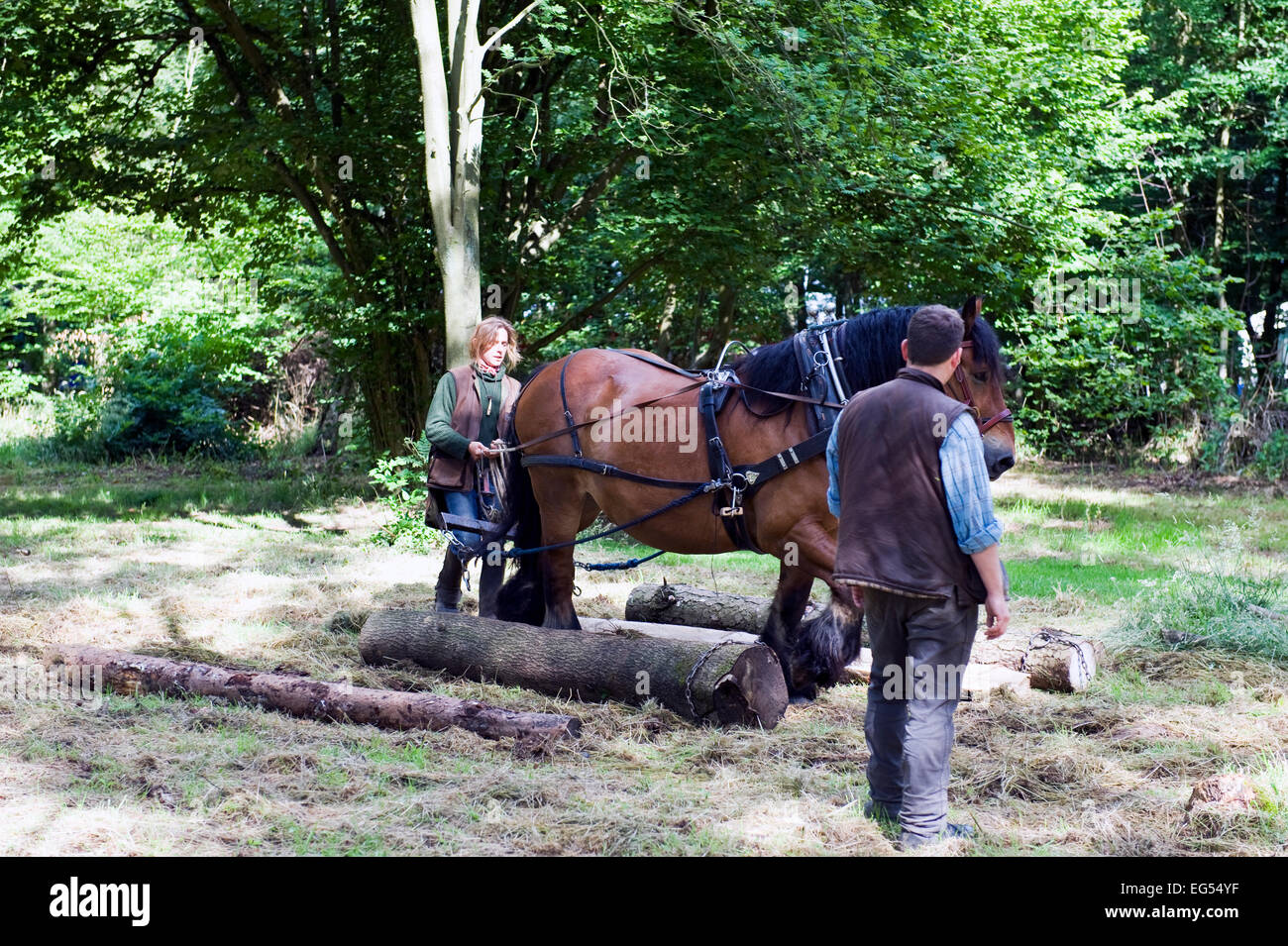 Horse logging hi-res stock photography and images - Alamy