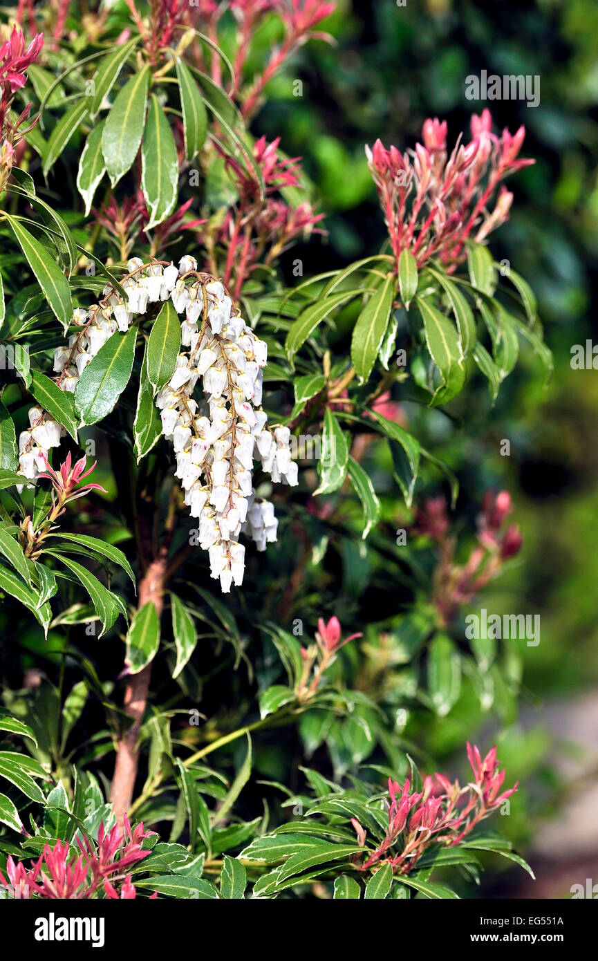 pieris japonica mountain fire in flower Stock Photo - Alamy