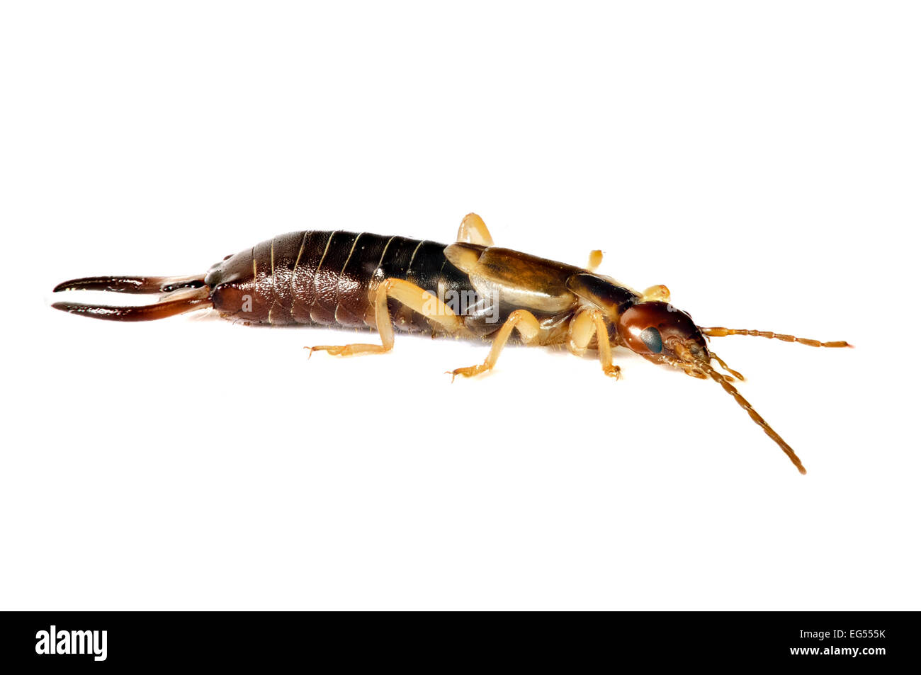 extreme close up of Common Earwig Forficula auricularia focus stacked ...