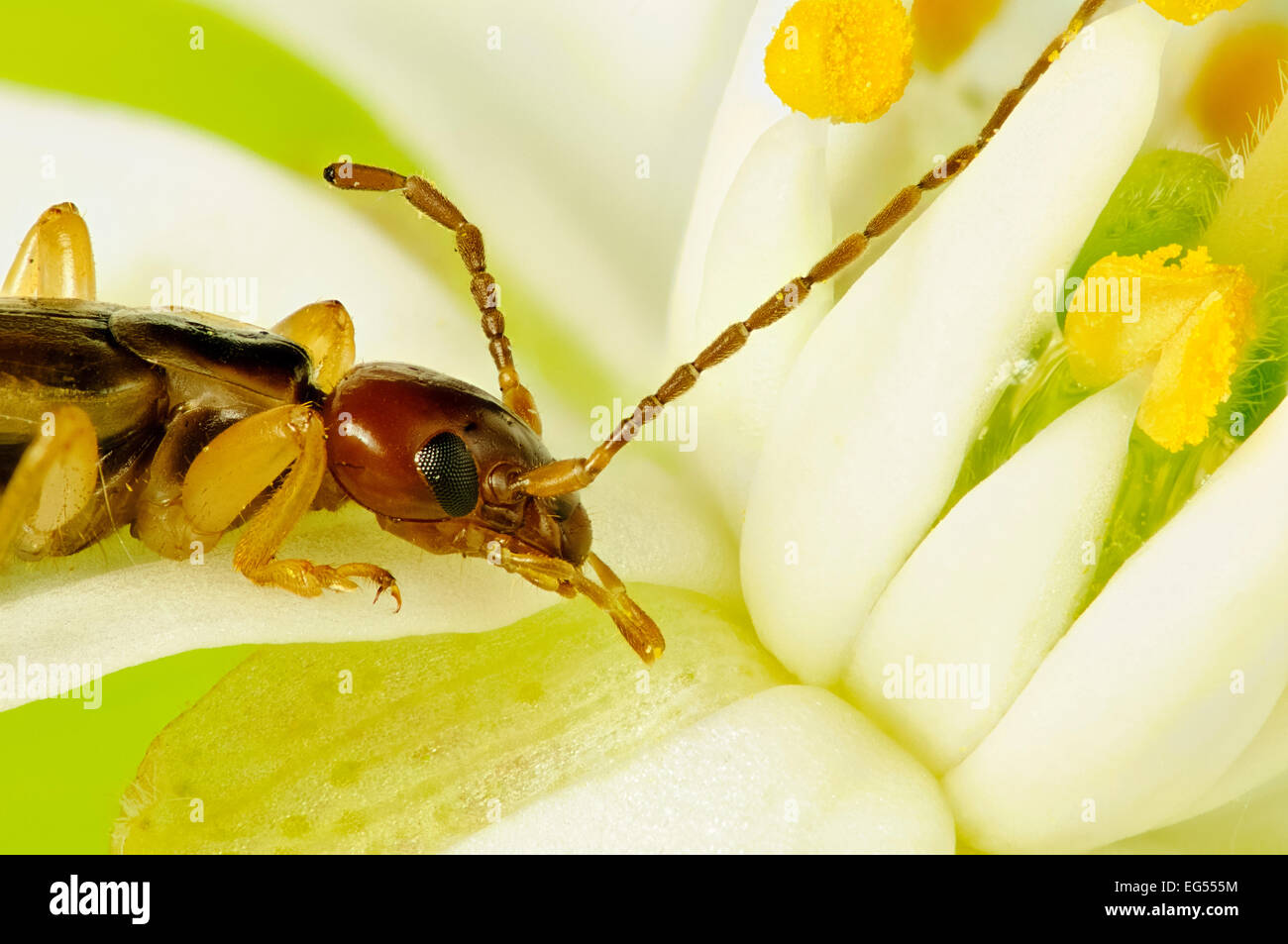 extreme close up of Common Earwig head Forficula auricularia focus ...