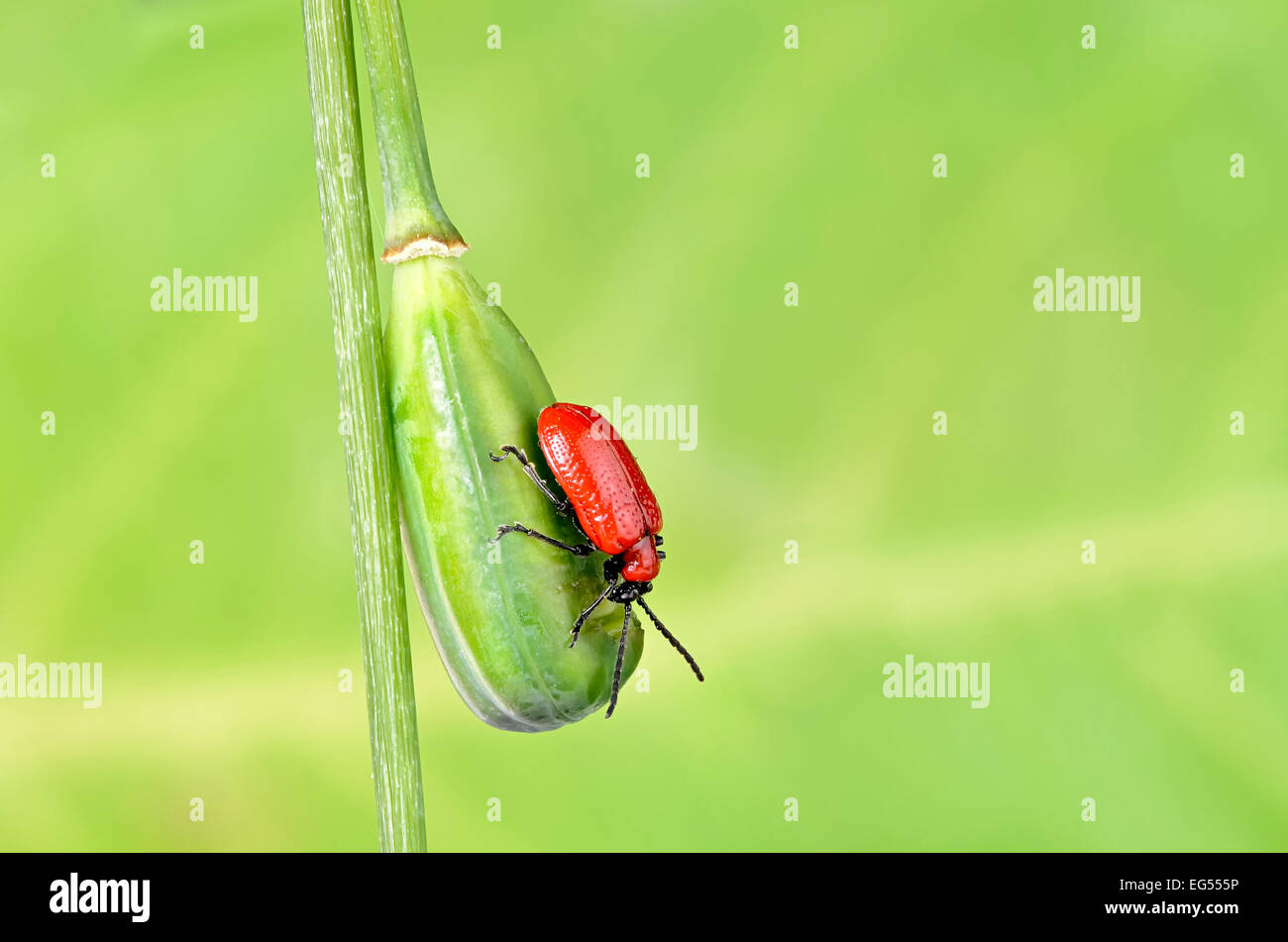 Seed beetle hi-res stock photography and images - Alamy