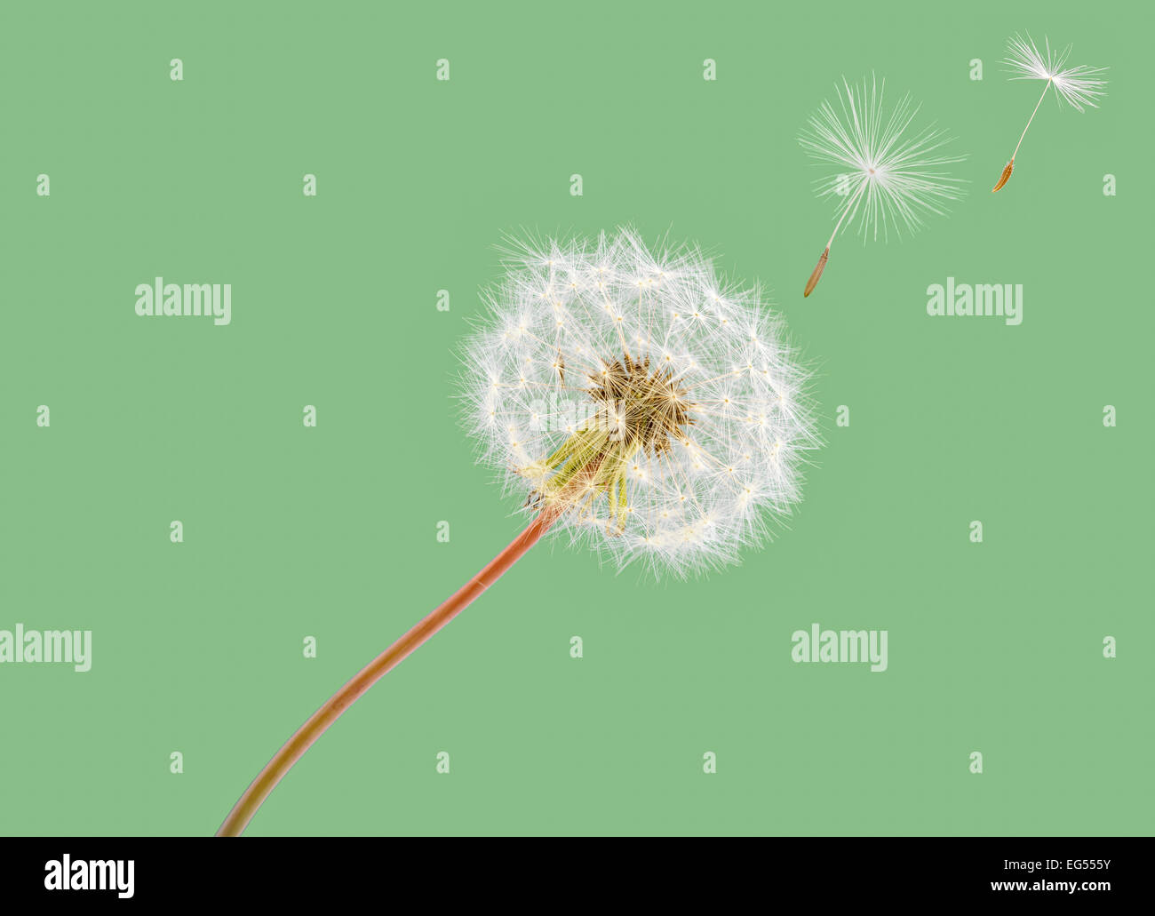 Dandelion seeds blowing away from plant against a green background ...